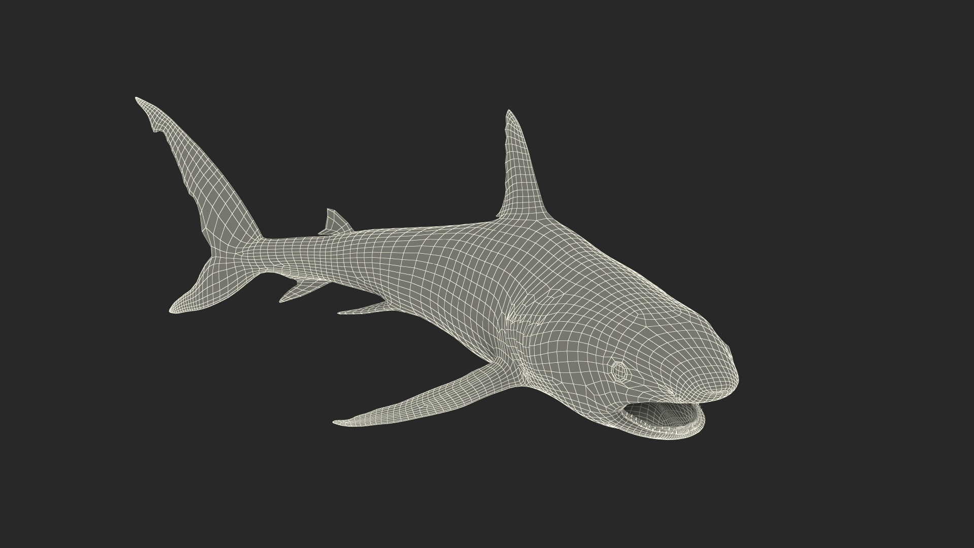 Caribbean Reef Shark Swimming model - TurboSquid 2140583