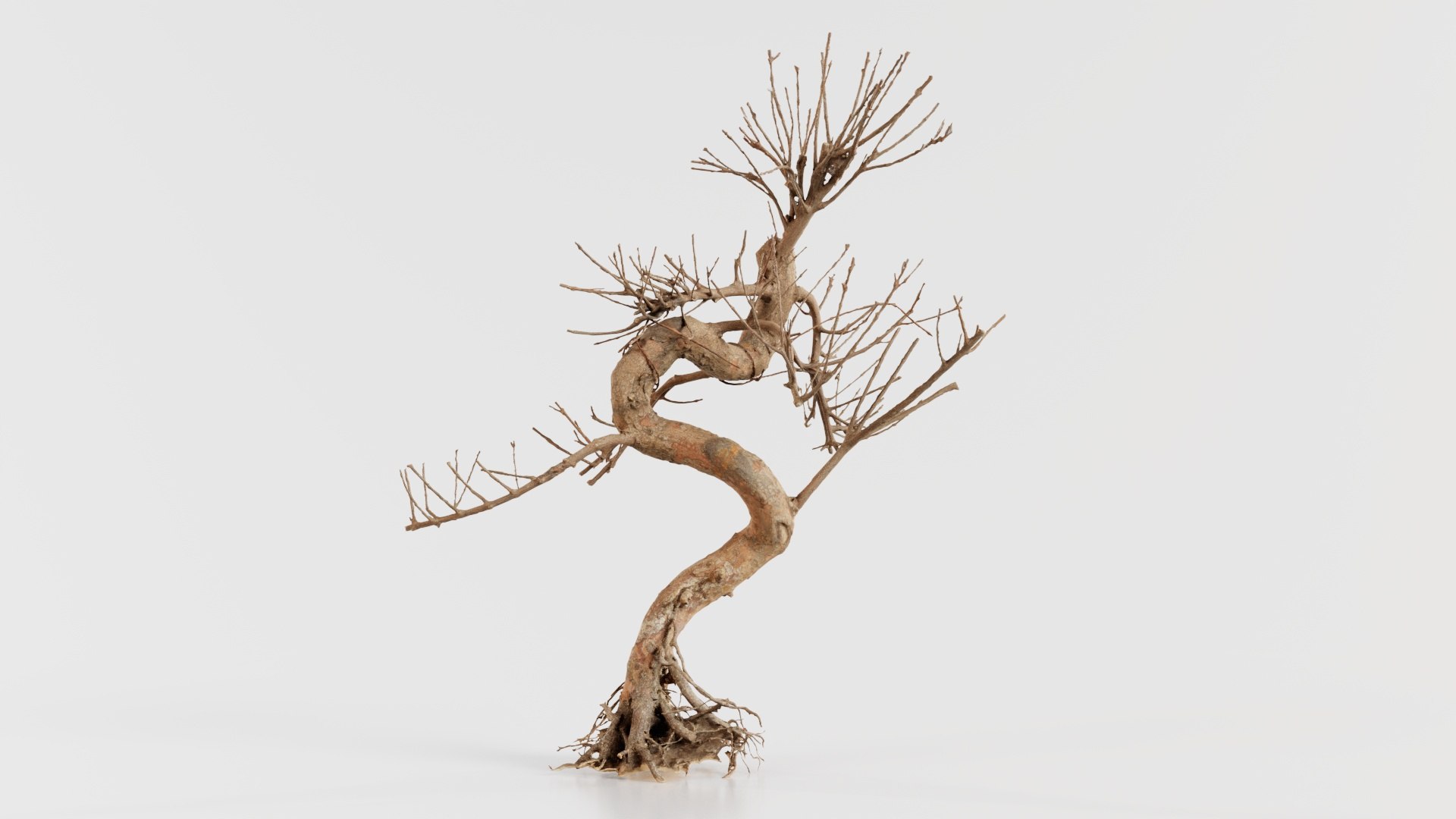 Dead Bonsai Tree 8 Remastered 3D - TurboSquid 2363133