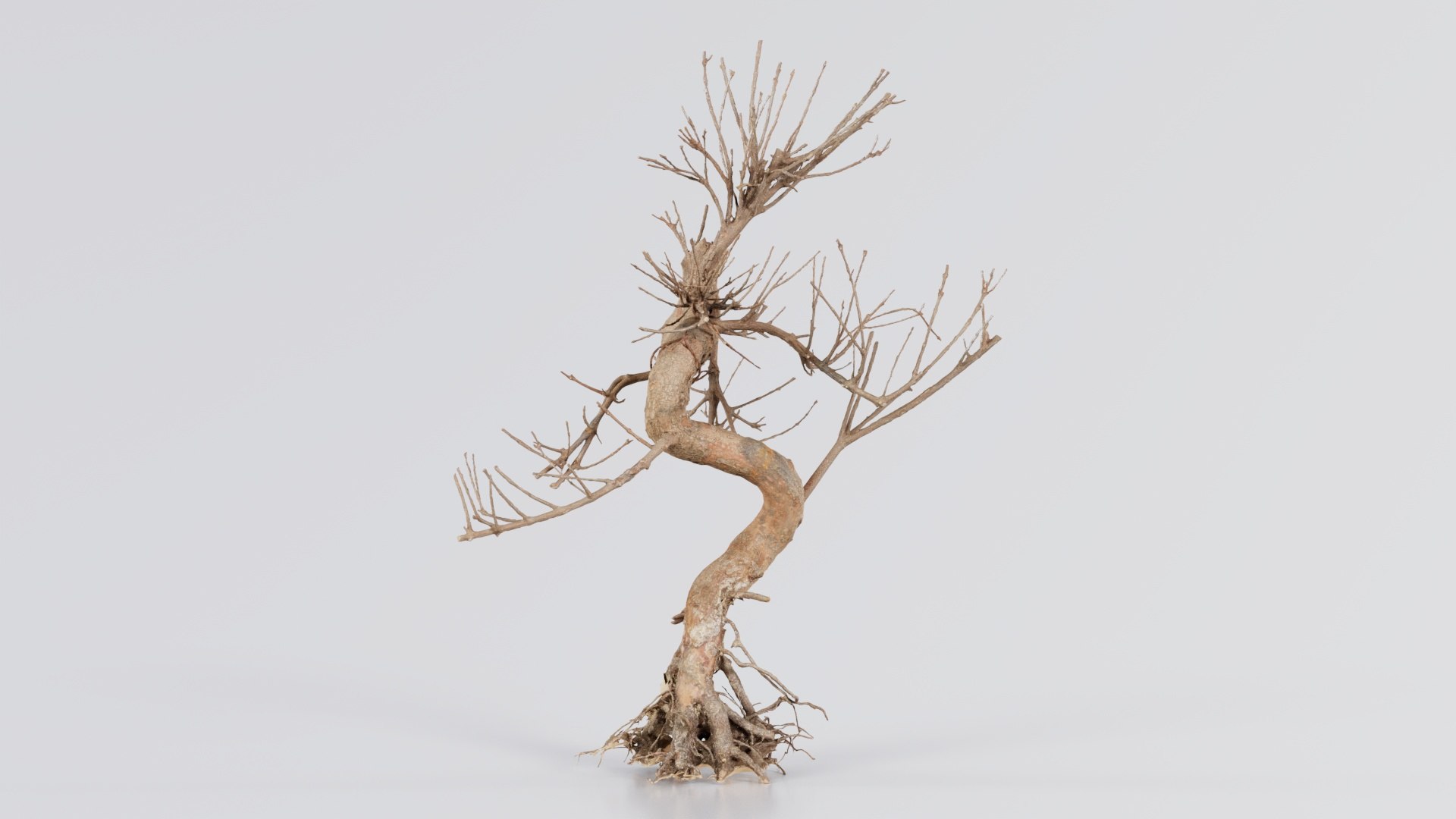 Dead Bonsai Tree 8 Remastered 3D - TurboSquid 2363133