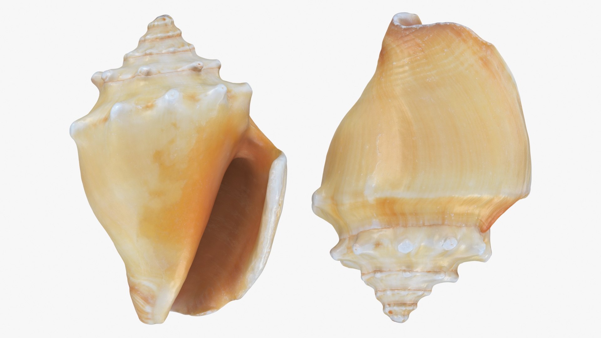 Strombus Alatus Model - TurboSquid 2219210