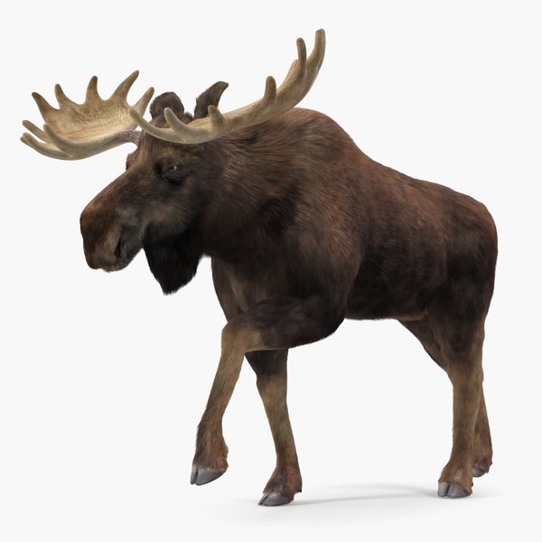 3D Moose Models | TurboSquid