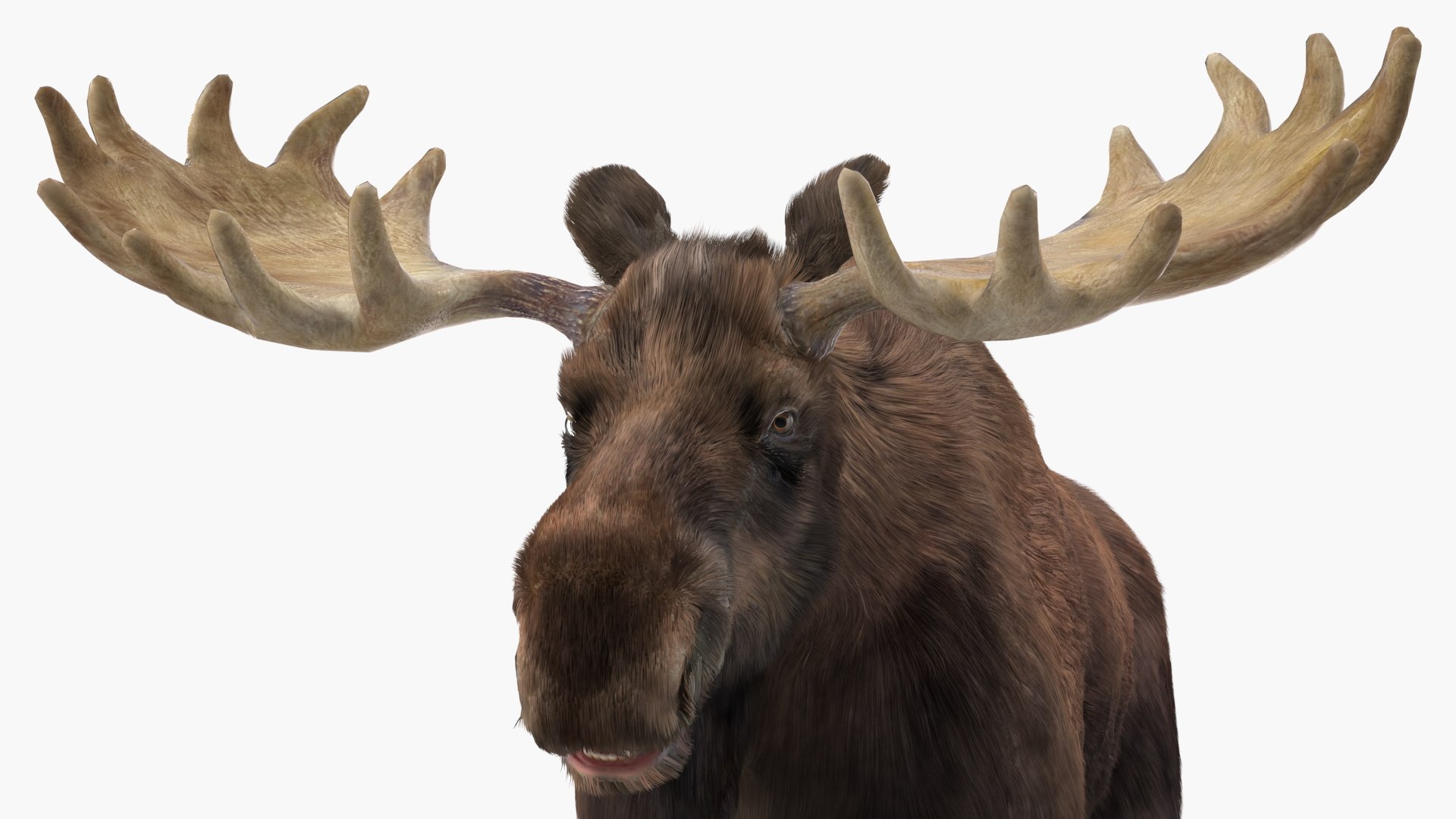 3D model Moose Fur Rigged - TurboSquid 2091360
