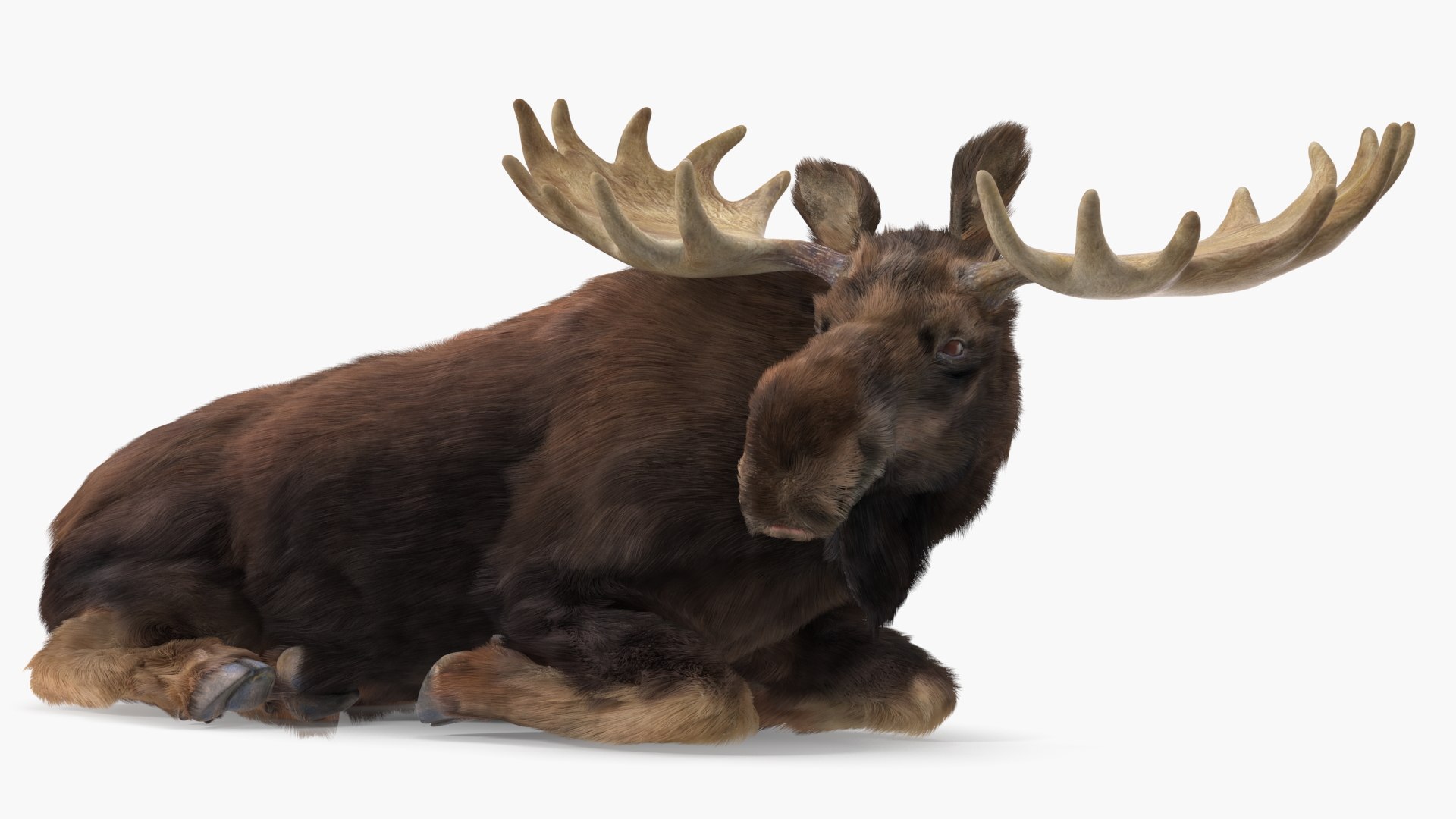 3D model Moose Fur Rigged - TurboSquid 2091360
