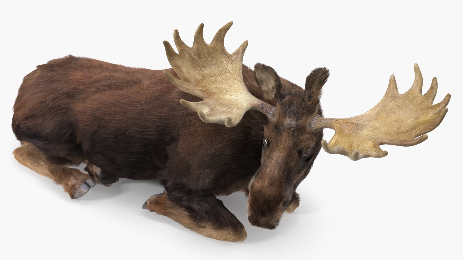 3D model Moose Fur Rigged - TurboSquid 2091360