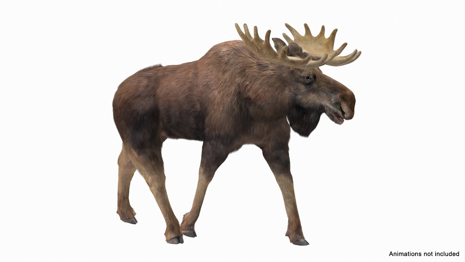 3D Model Moose Fur Rigged - TurboSquid 2091360