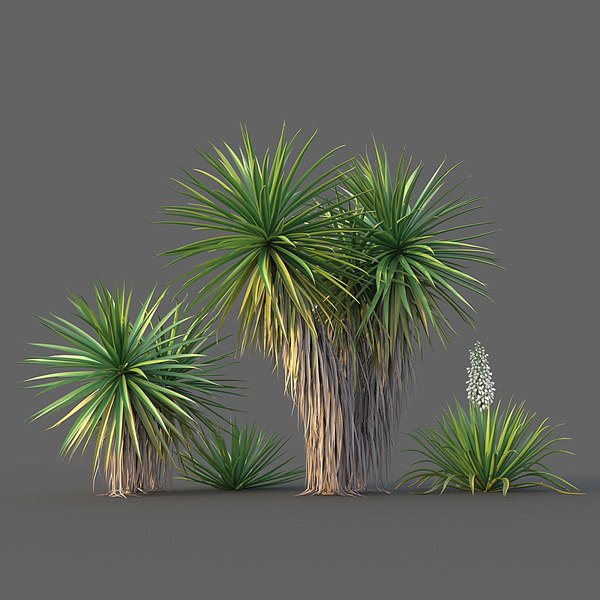 3d yucca filamentosa modelled model