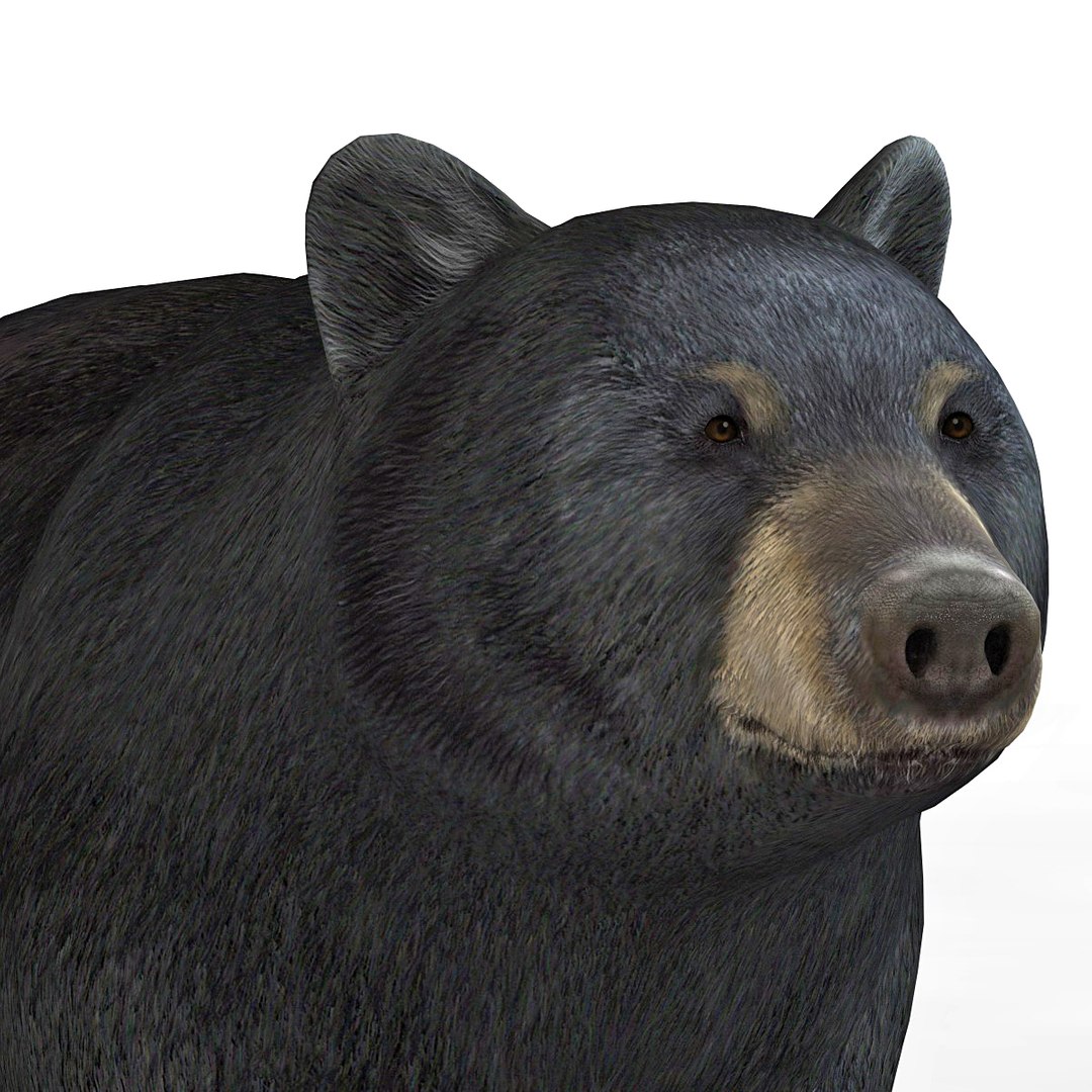 black bear max