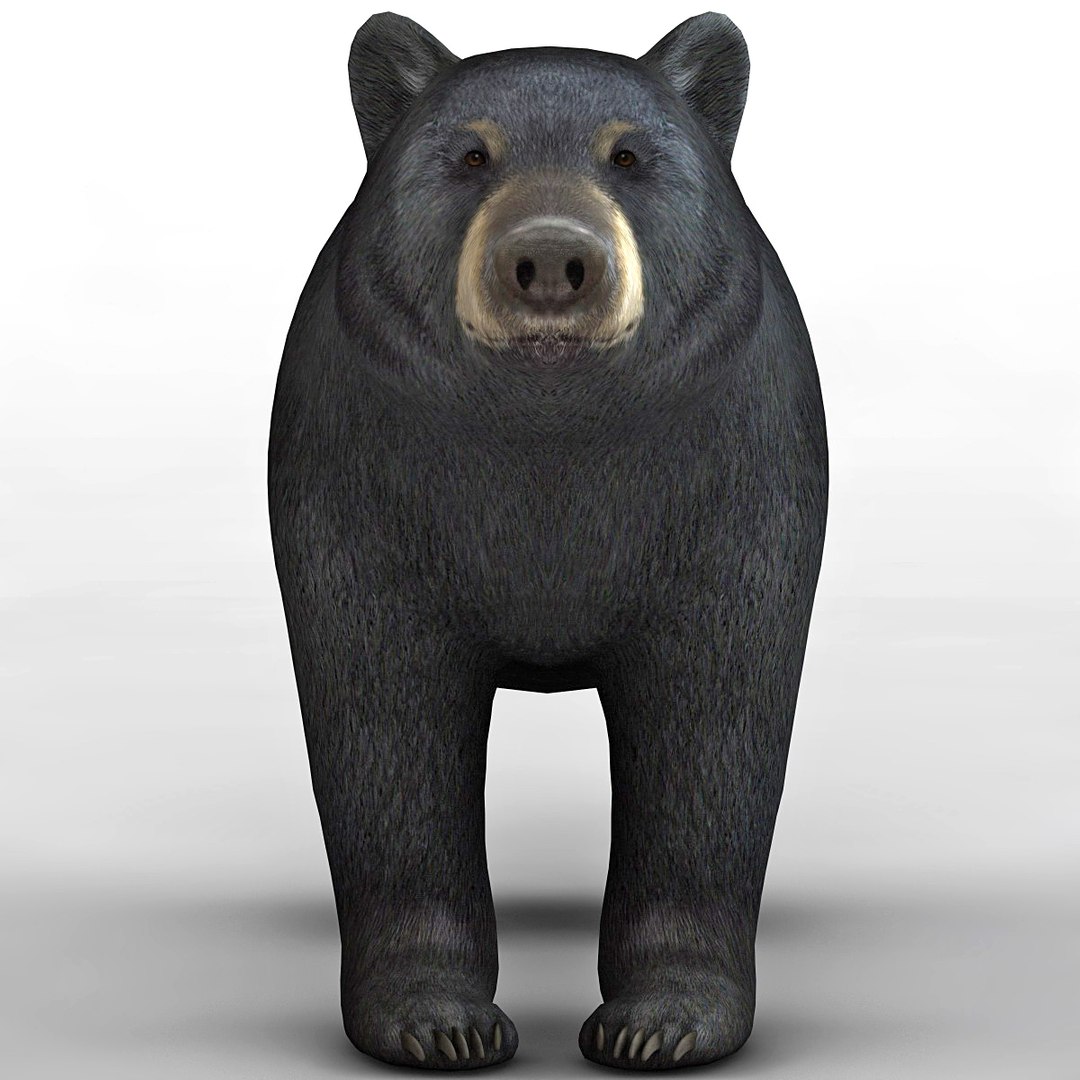 Black Bear Max