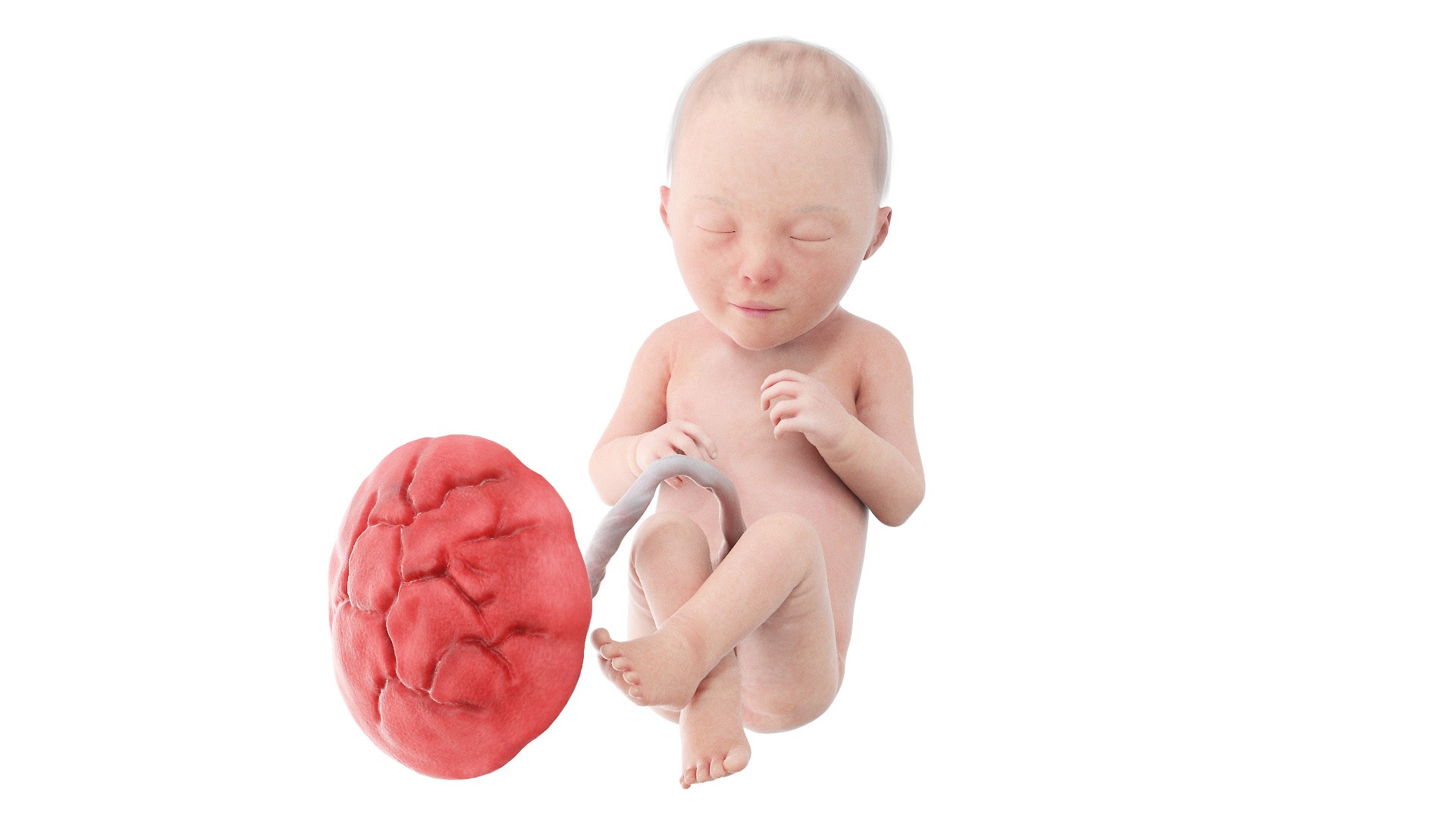 3D Model Fetus Week 30 Animated - TurboSquid 1853684