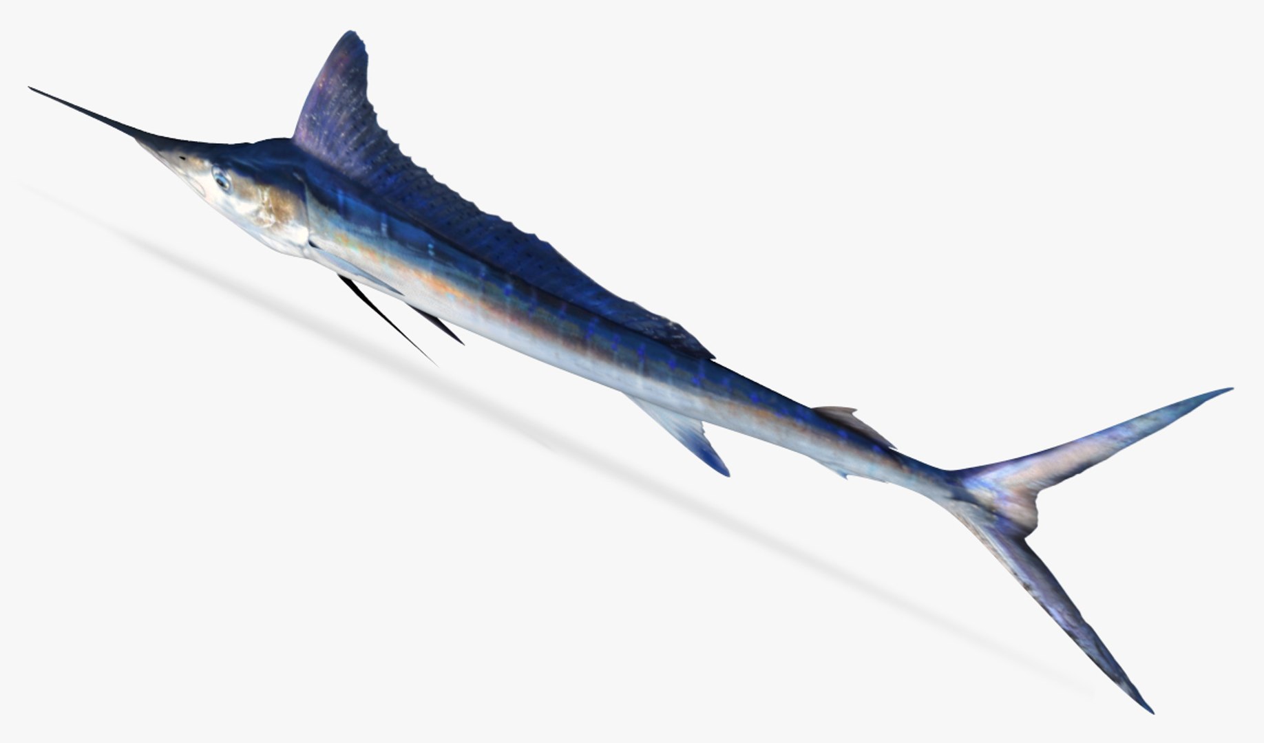 3D Blue Marlin Model - TurboSquid 1210459
