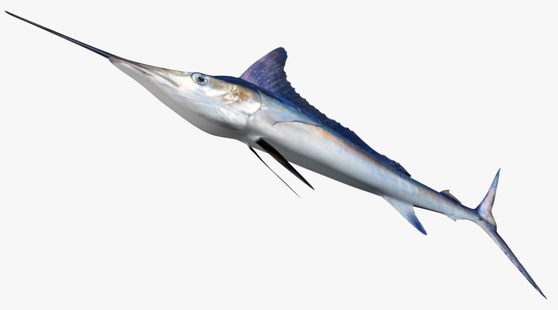 3D Blue Marlin Model - TurboSquid 1210459