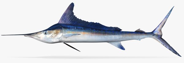 3D blue marlin model - TurboSquid 1210459