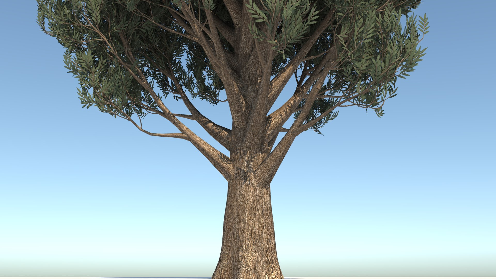 3D Cypress Oak Tree Model - TurboSquid 1671705