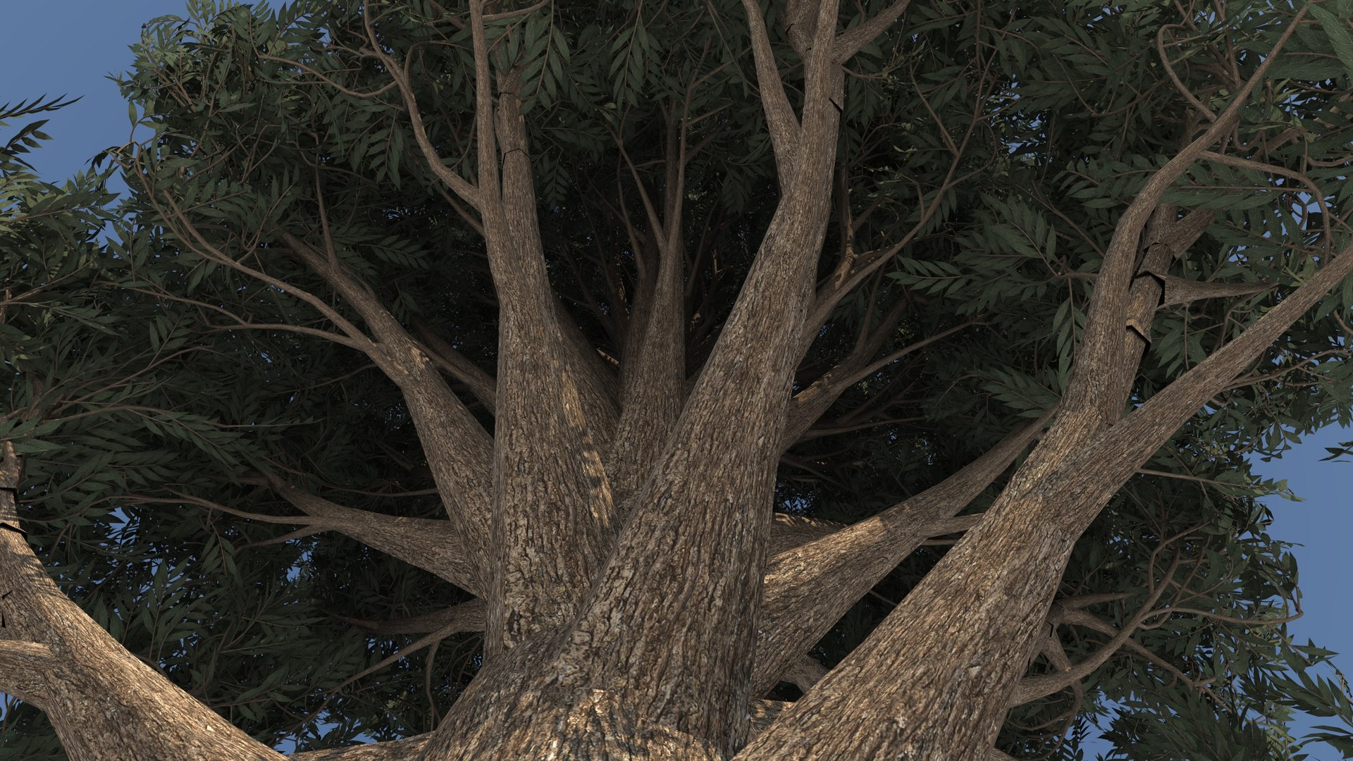 3D Cypress Oak Tree Model - TurboSquid 1671705