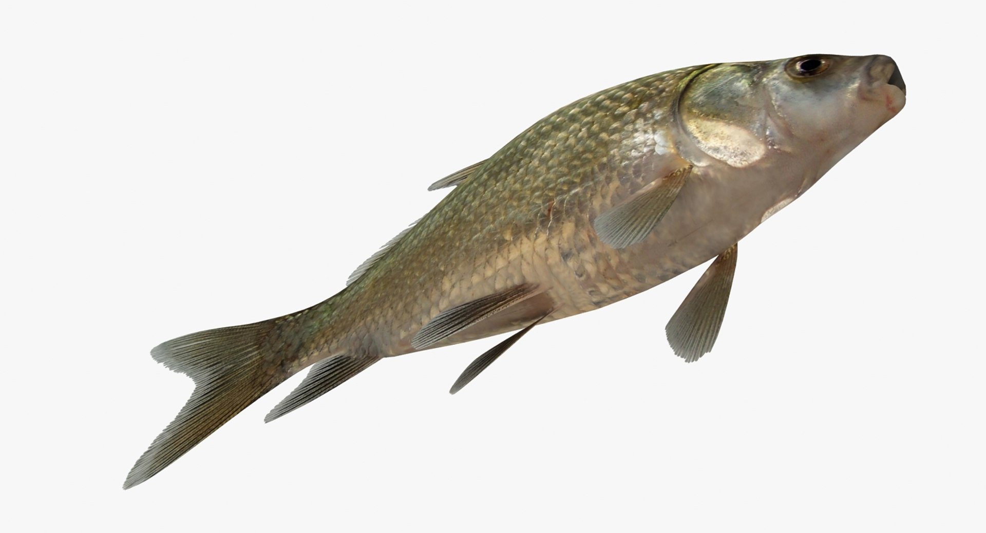 Smallmouth Buffalo Fish 3d 3ds