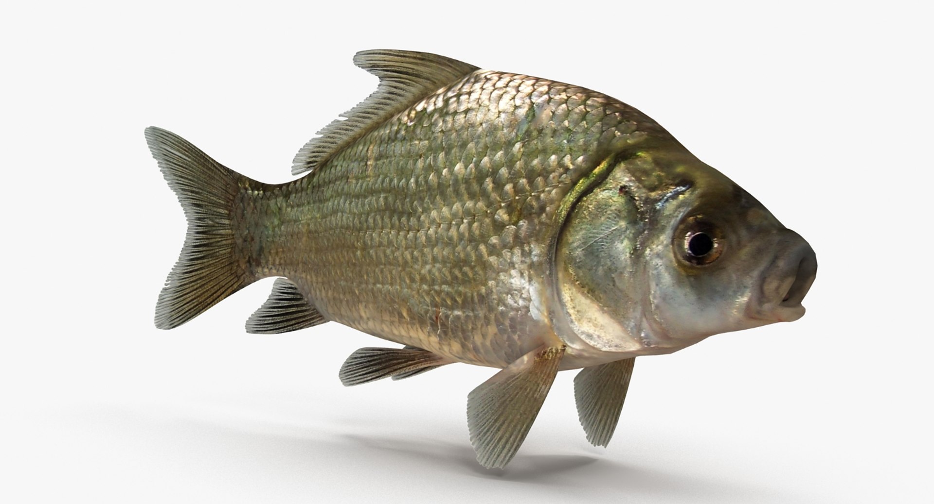 Smallmouth Buffalo Fish 3d 3ds