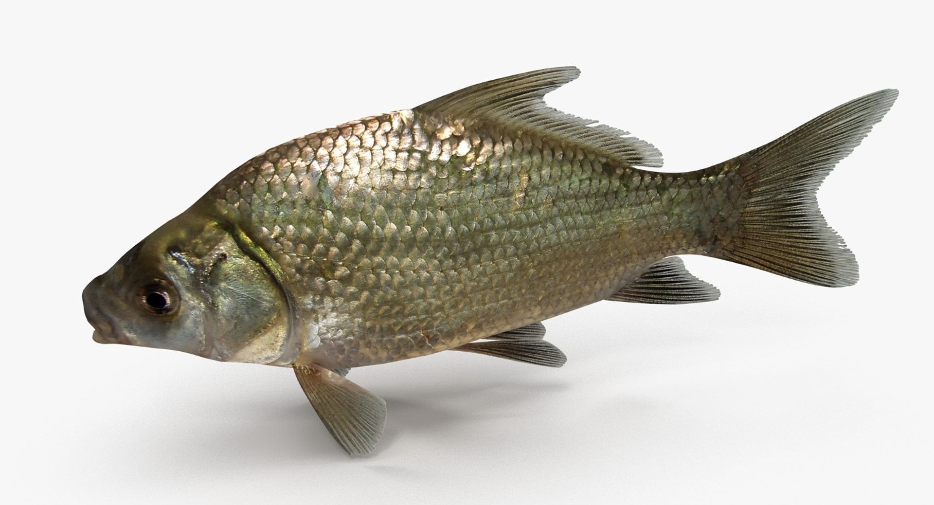 Smallmouth Buffalo Fish 3d 3ds