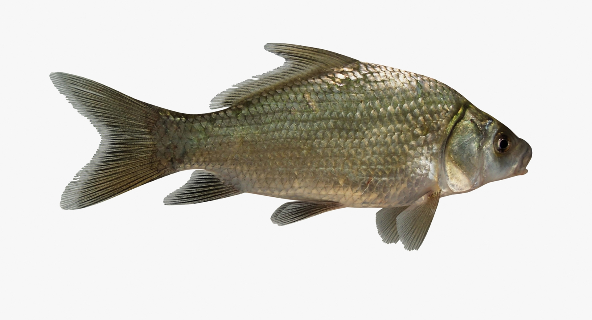 Smallmouth Buffalo Fish 3d 3ds