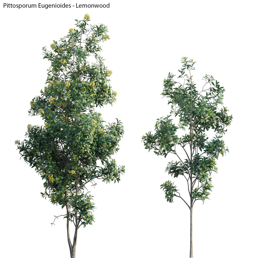 Lemonwood Tree - Pittosporum Eugenioides 02 Model - TurboSquid 1915610