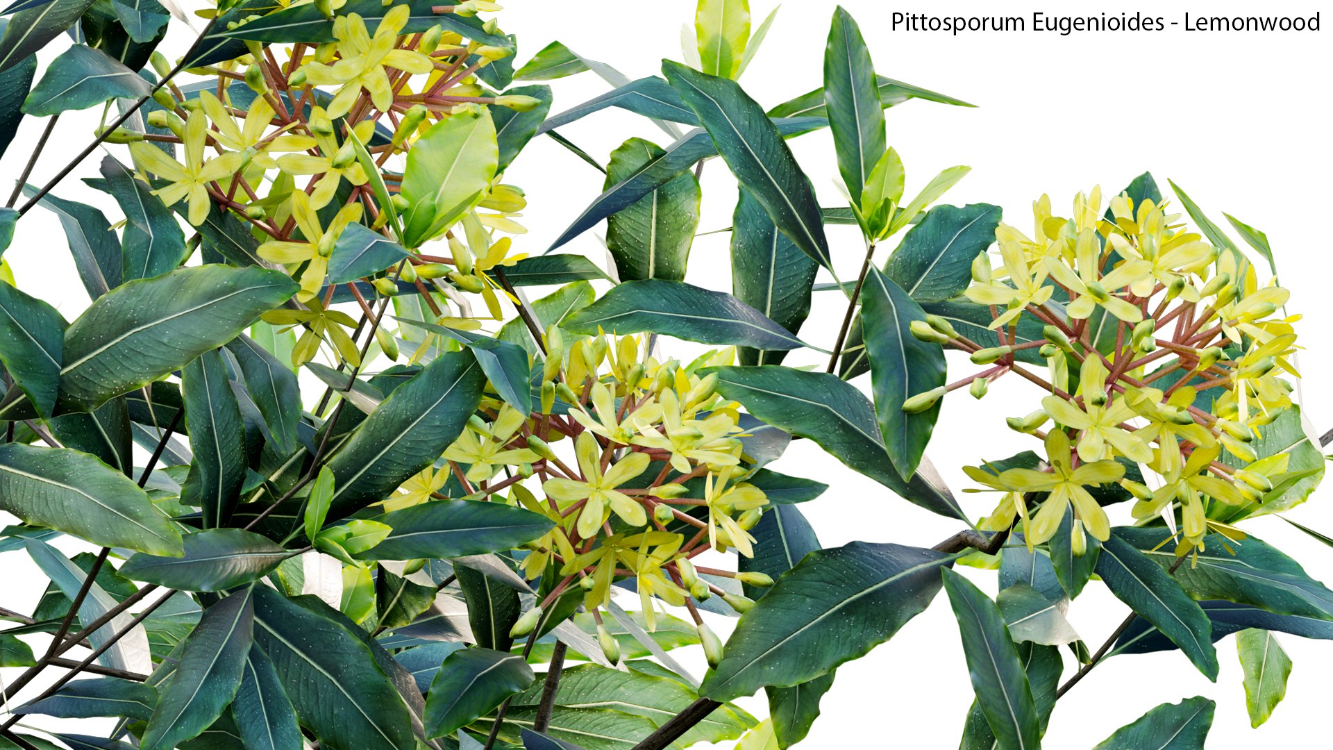 Lemonwood Tree - Pittosporum Eugenioides 02 Model - TurboSquid 1915610