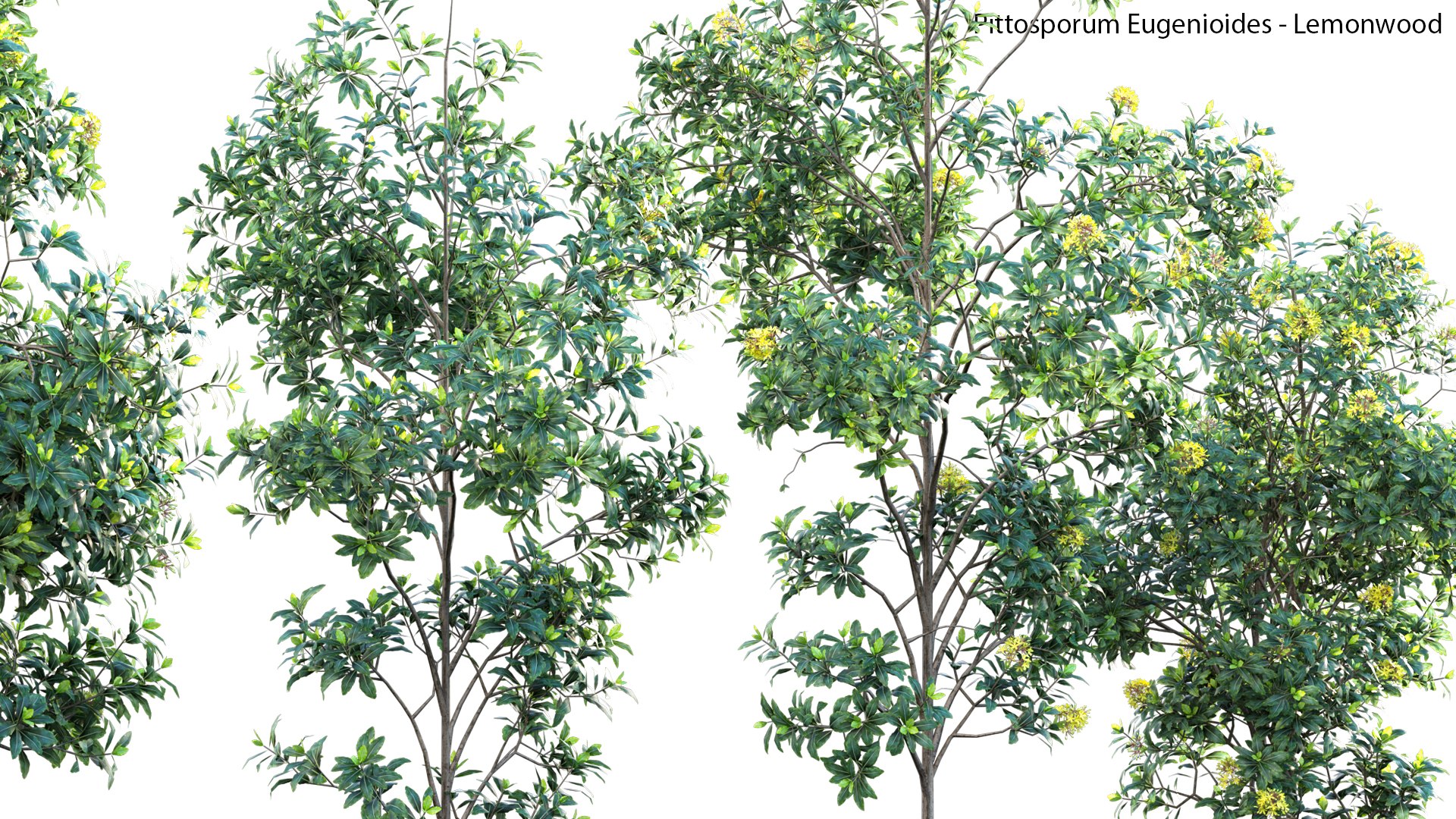 Lemonwood Tree - Pittosporum Eugenioides 02 Model - TurboSquid 1915610