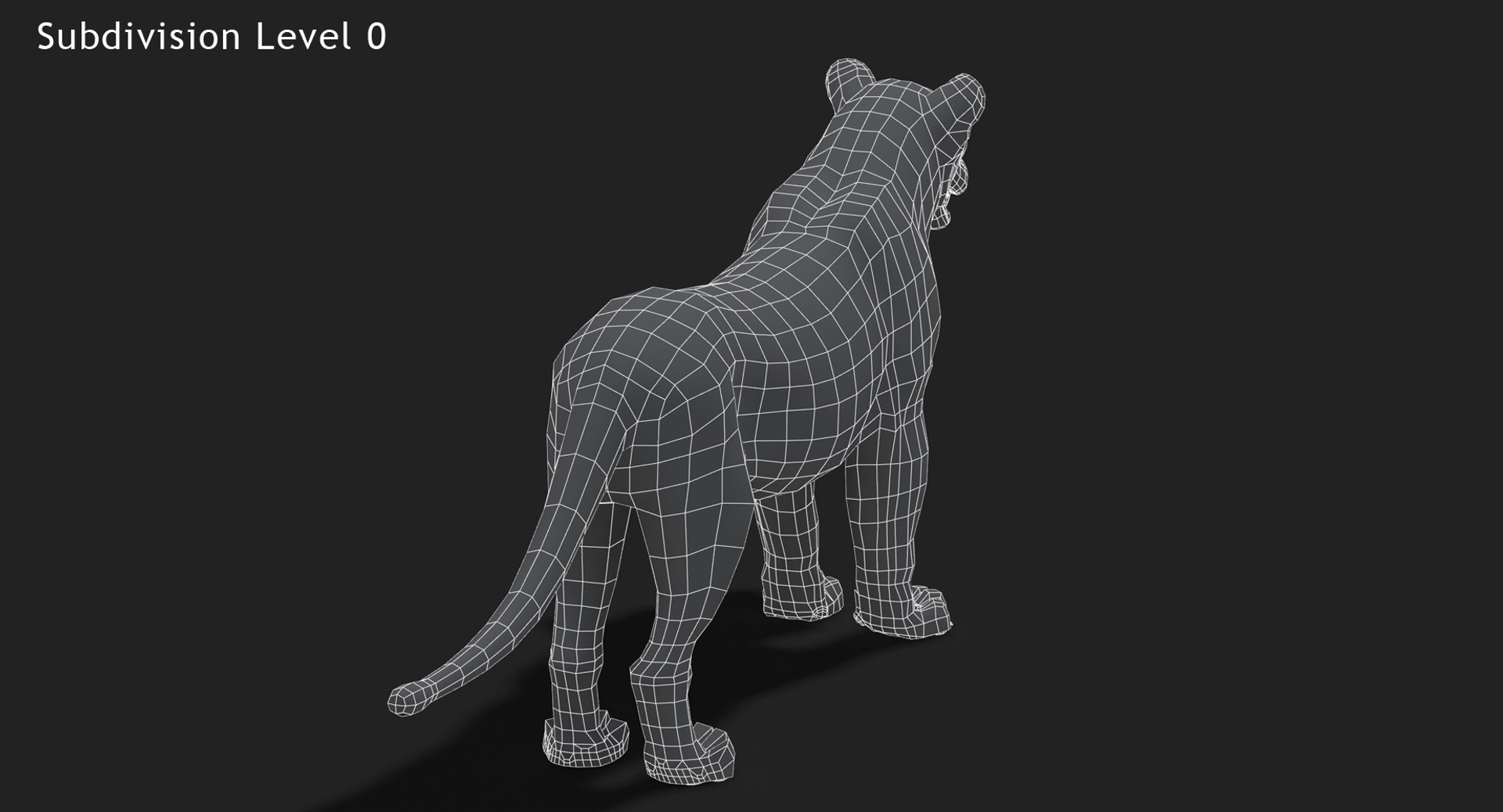 3d Lioness Lion Rigging Animation