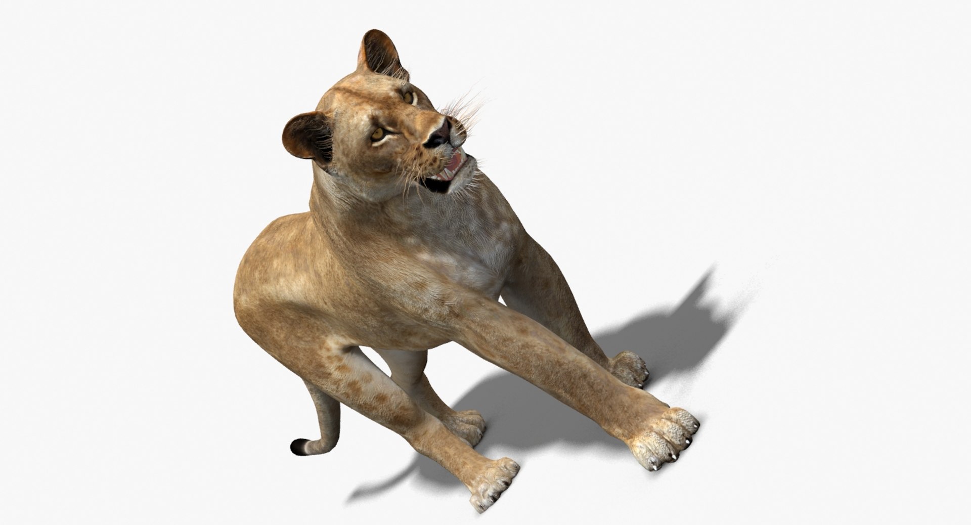3d Lioness Lion Rigging Animation