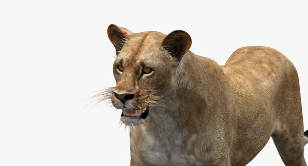 3d lioness lion rigging animation