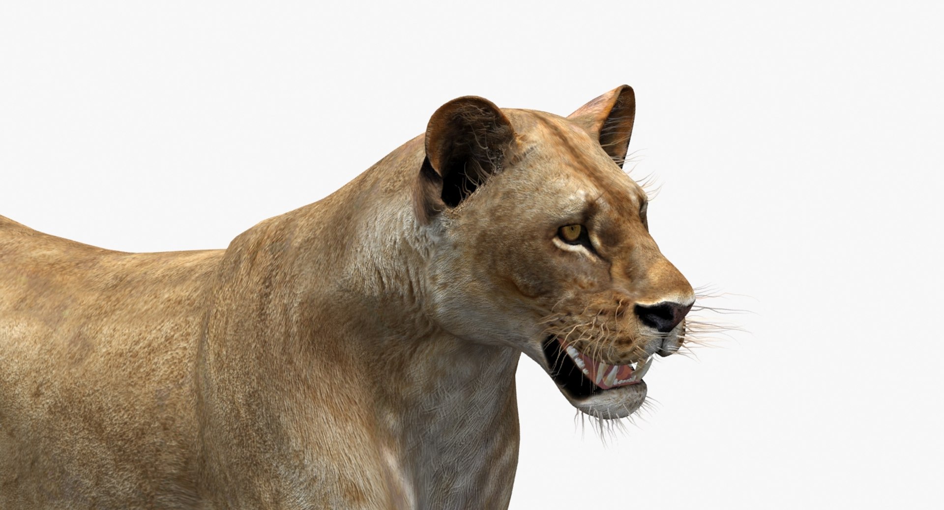 3d Lioness Lion Rigging Animation