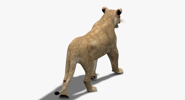 3d lioness lion rigging animation