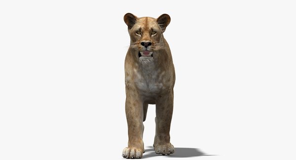 3d lioness lion rigging animation