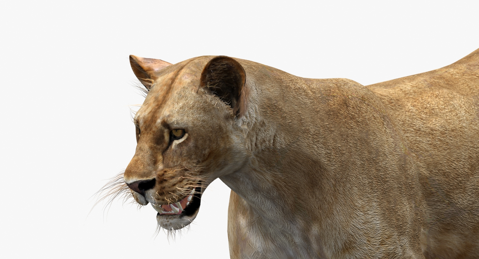3d lioness lion rigging animation