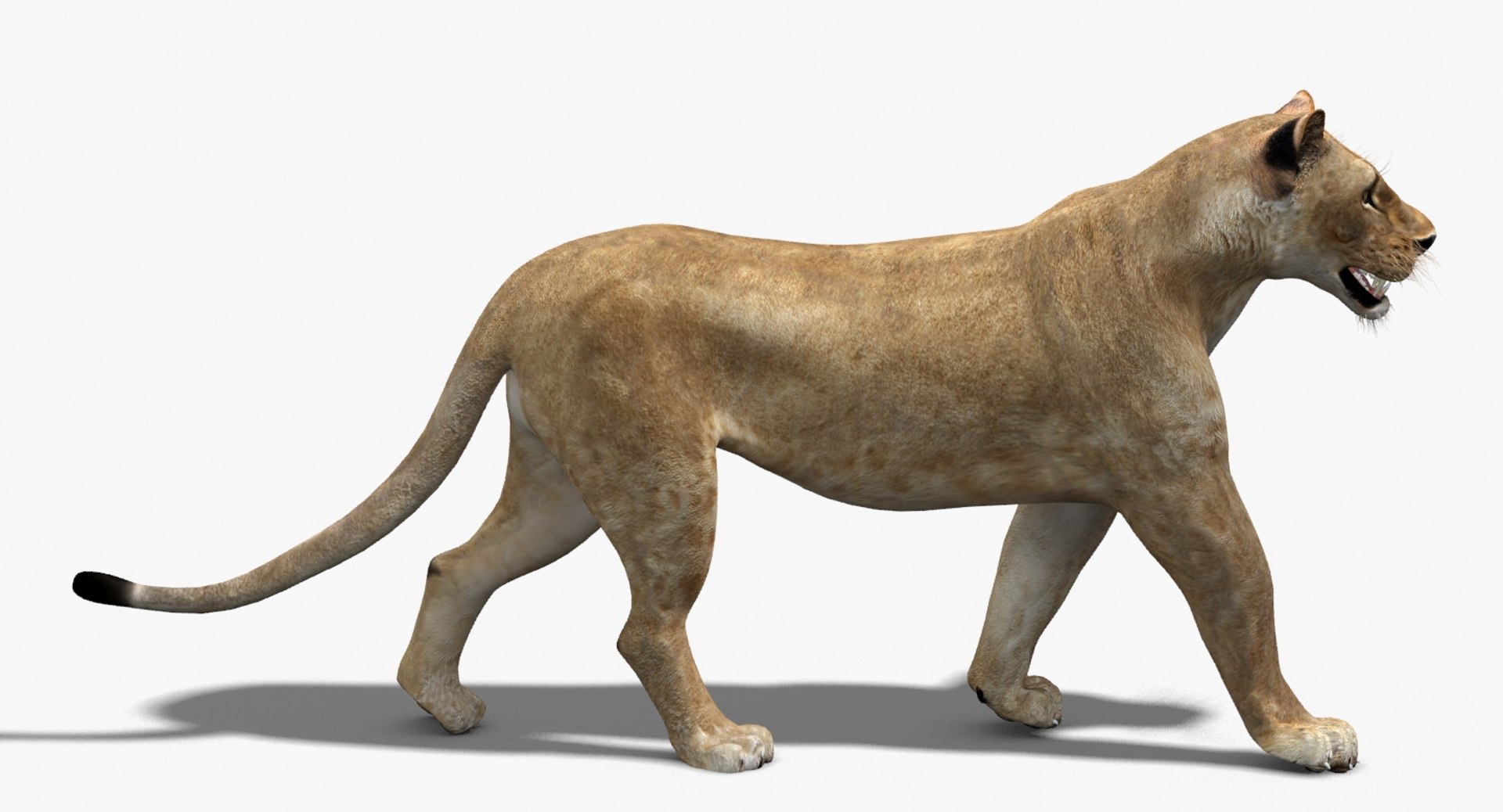 3d Lioness Lion Rigging Animation