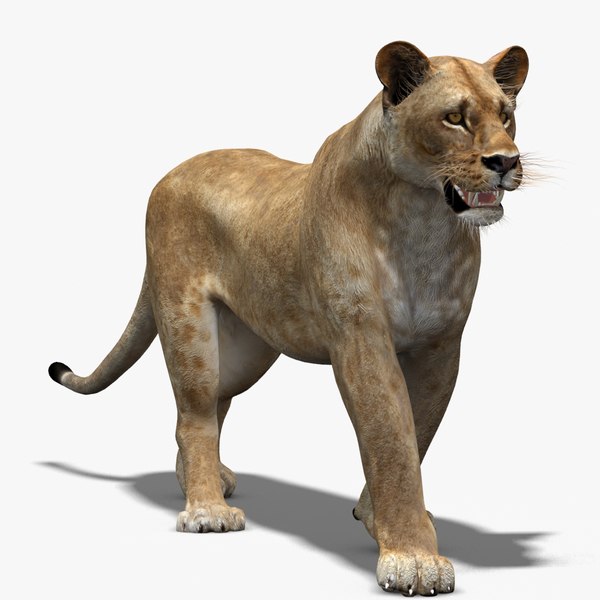 3d lioness lion rigging animation