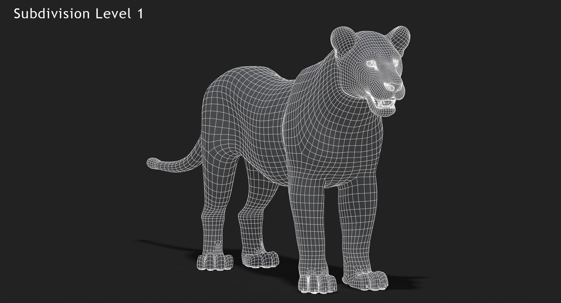 3d Lioness Lion Rigging Animation