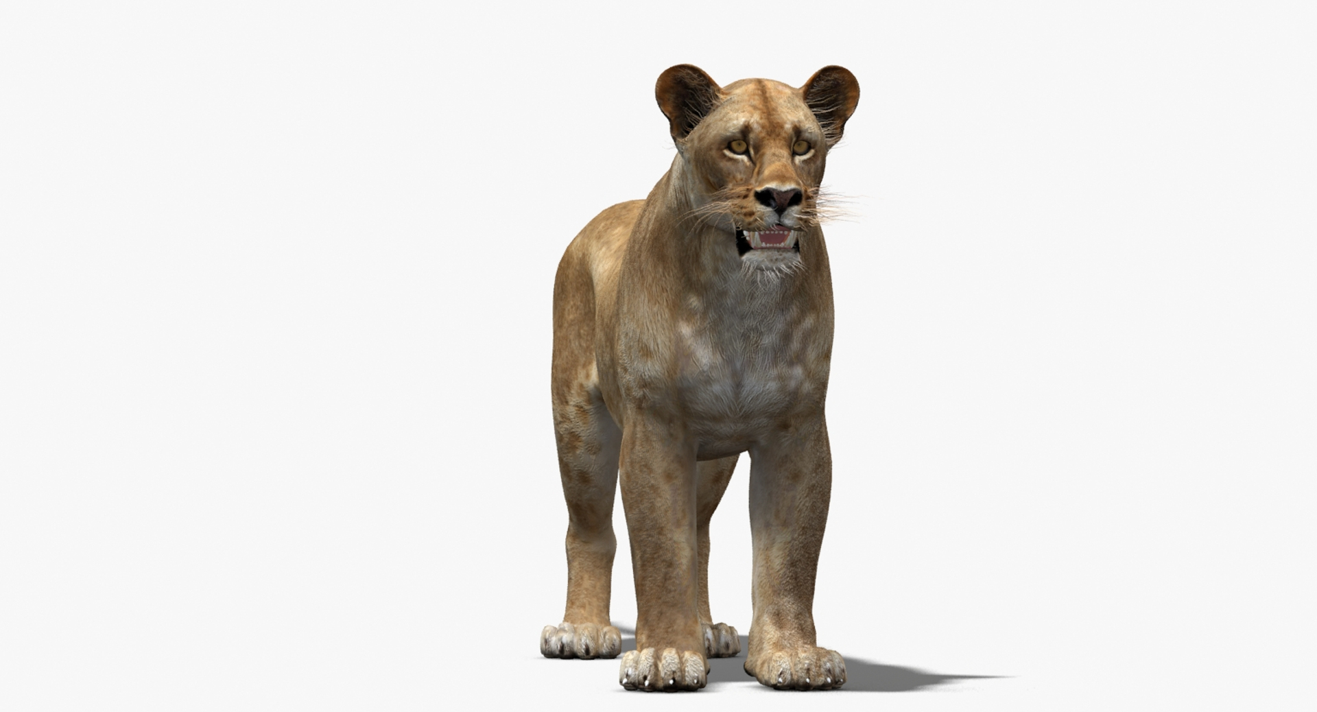 3d Lioness Lion Rigging Animation