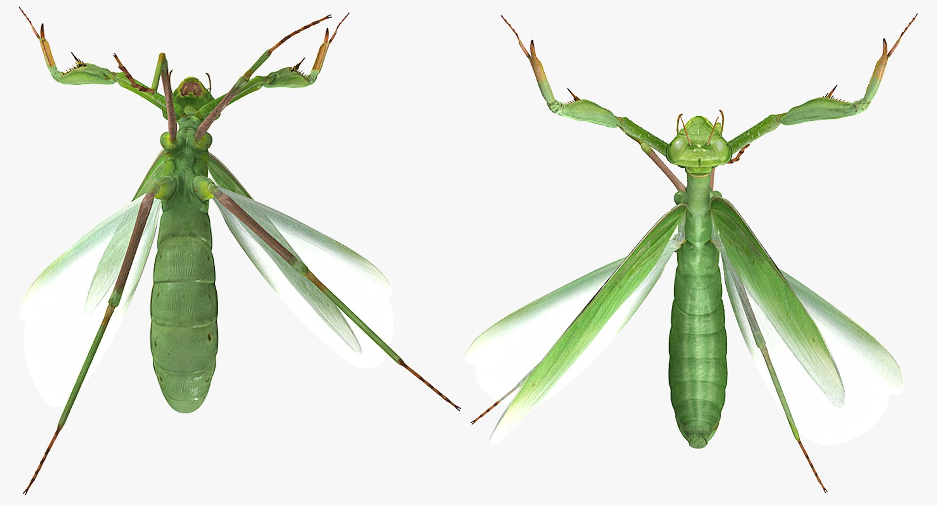 3D Praying Mantis Model - TurboSquid 1263367