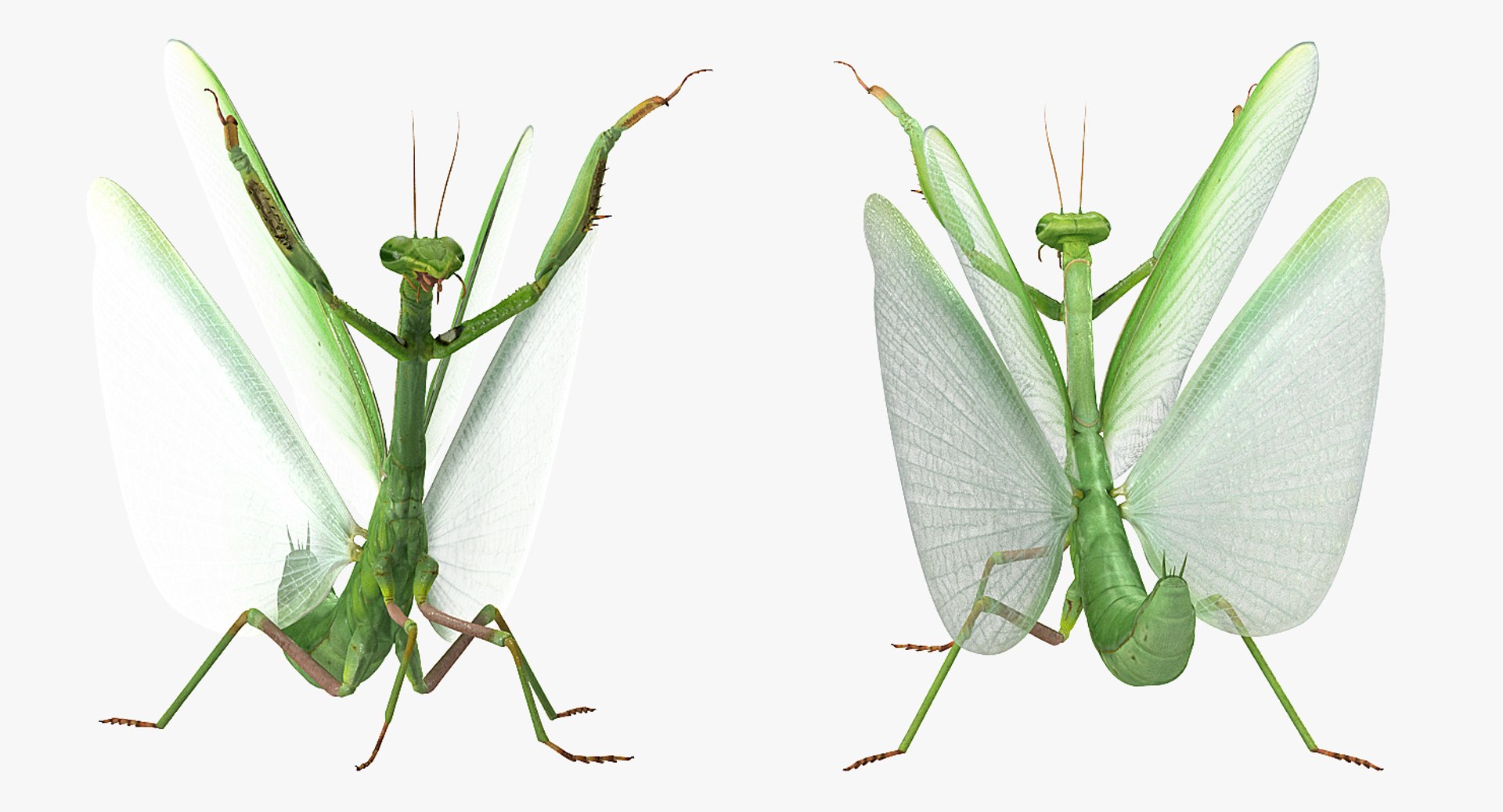 3D Praying Mantis Model - TurboSquid 1263367