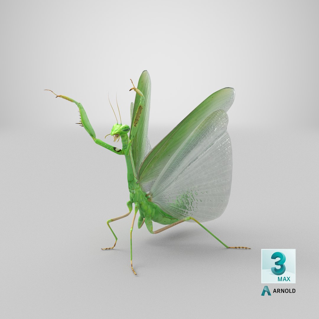 3D praying mantis model - TurboSquid 1263367