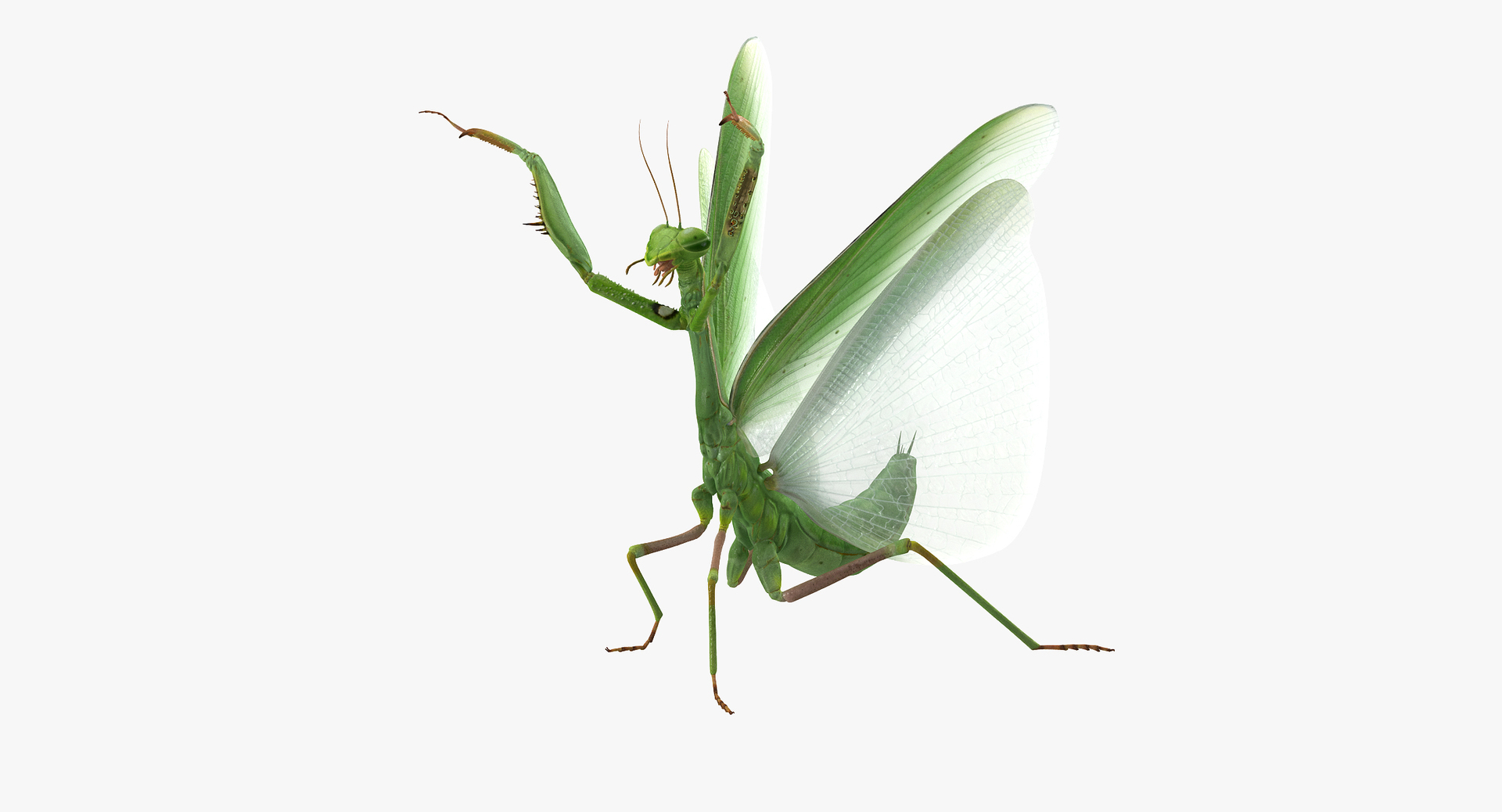 3D Praying Mantis Model - TurboSquid 1263367