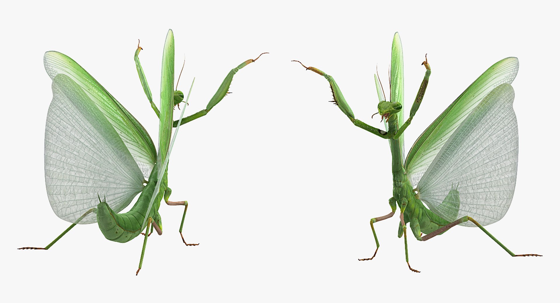 3D Praying Mantis Model - TurboSquid 1263367