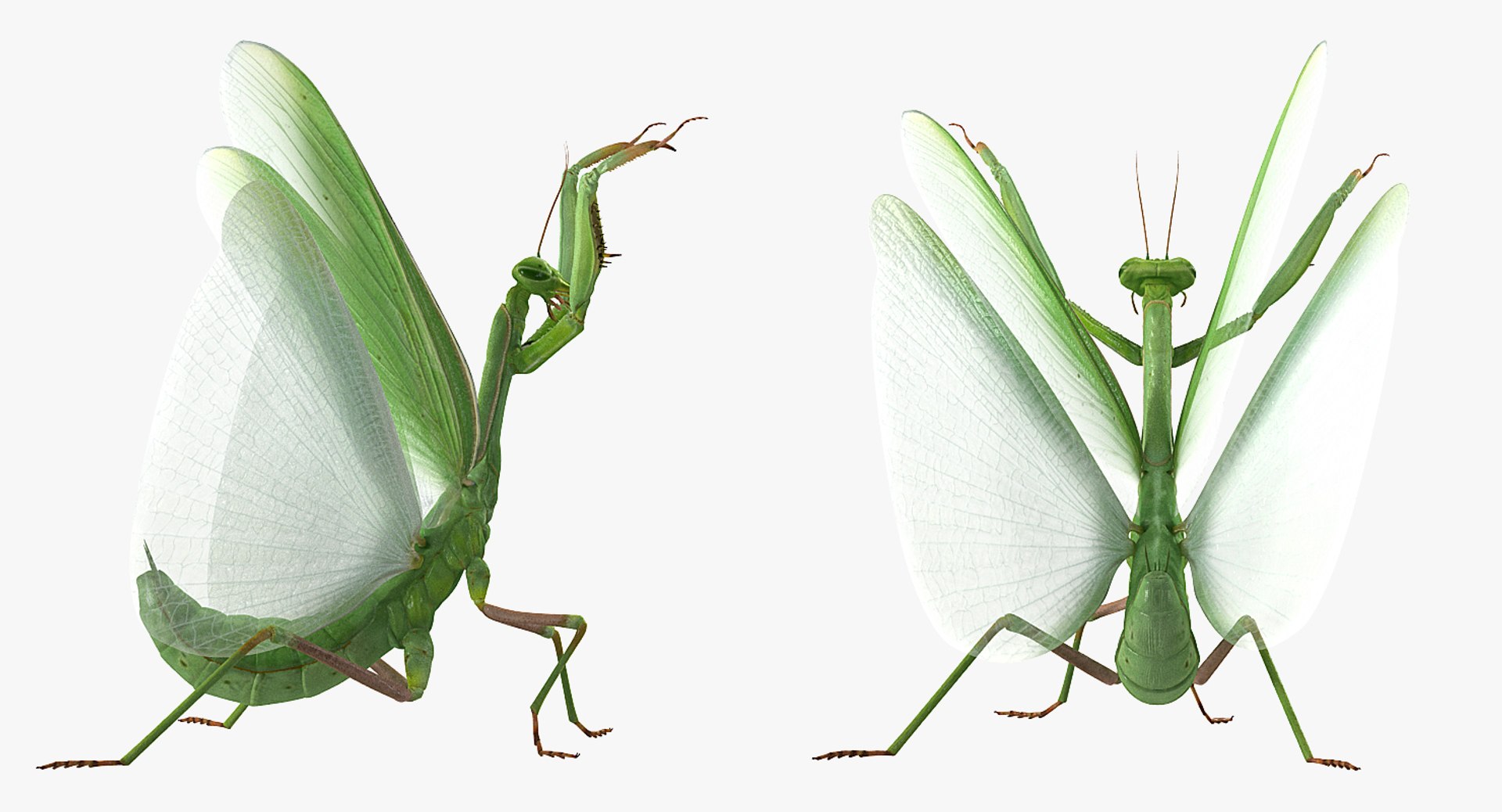 3D Praying Mantis Model - TurboSquid 1263367