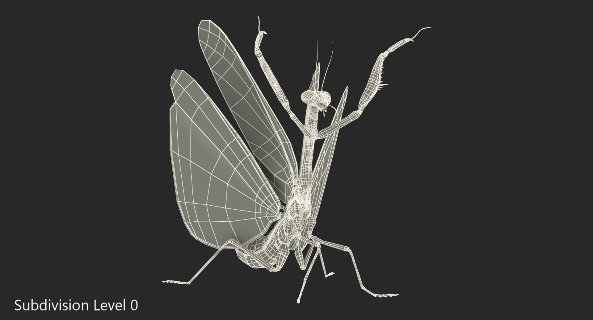 3D Praying Mantis Model - TurboSquid 1263367