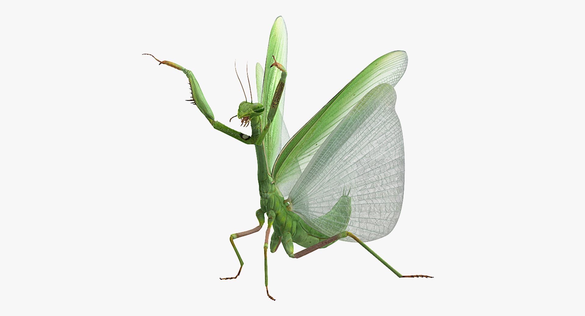 3D Praying Mantis Model - TurboSquid 1263367