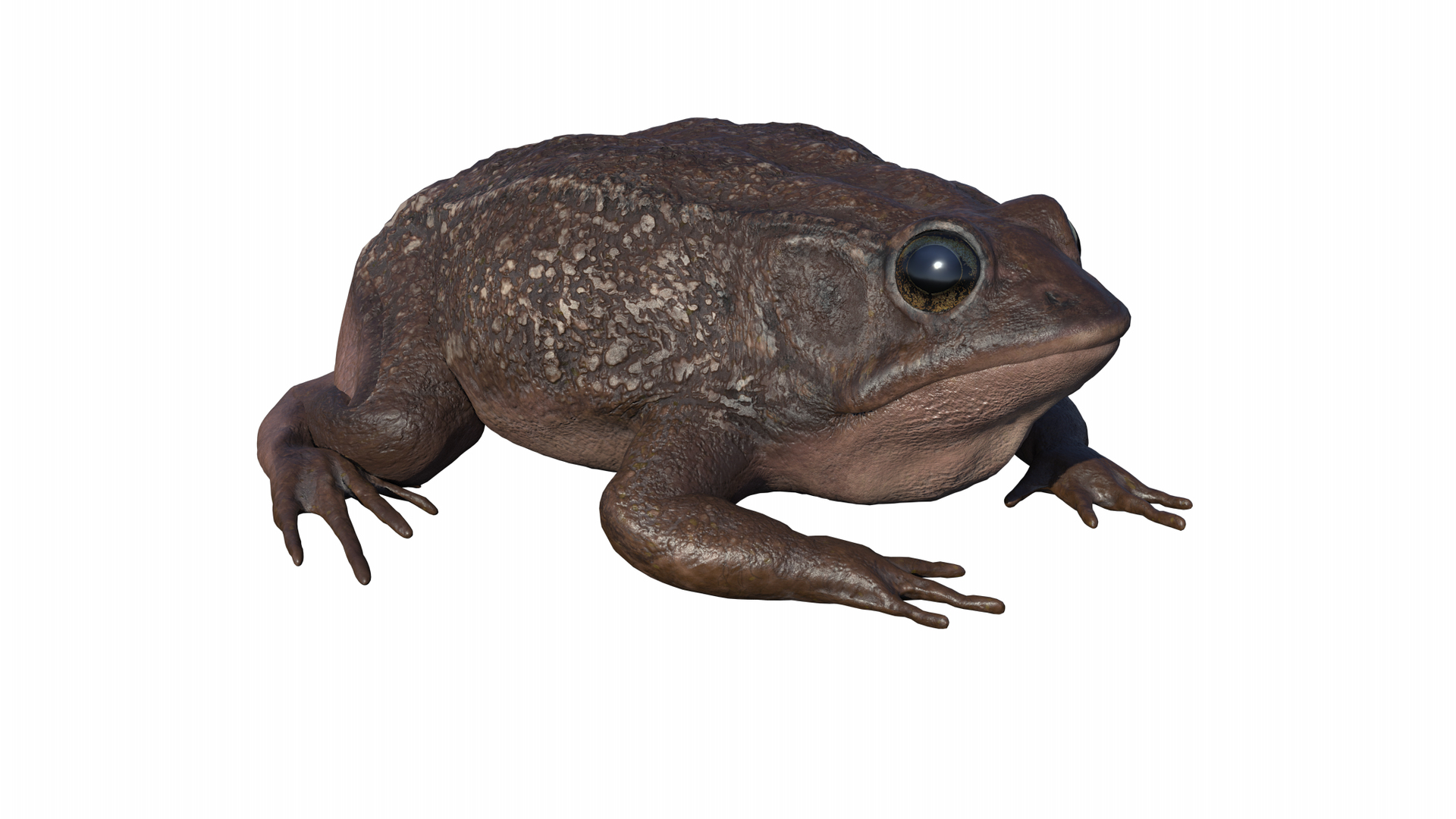 Photorealistic Rigged Green Frog 3D - TurboSquid 2264177