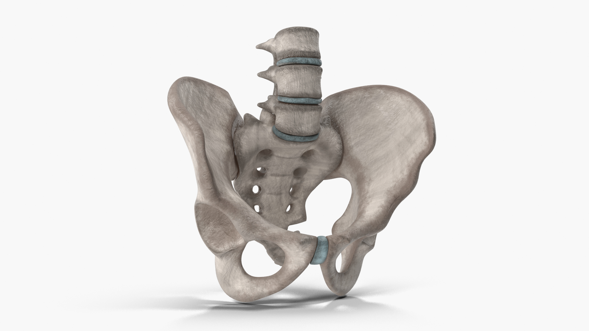 Pelvis Male Skeleton Model - TurboSquid 1657269