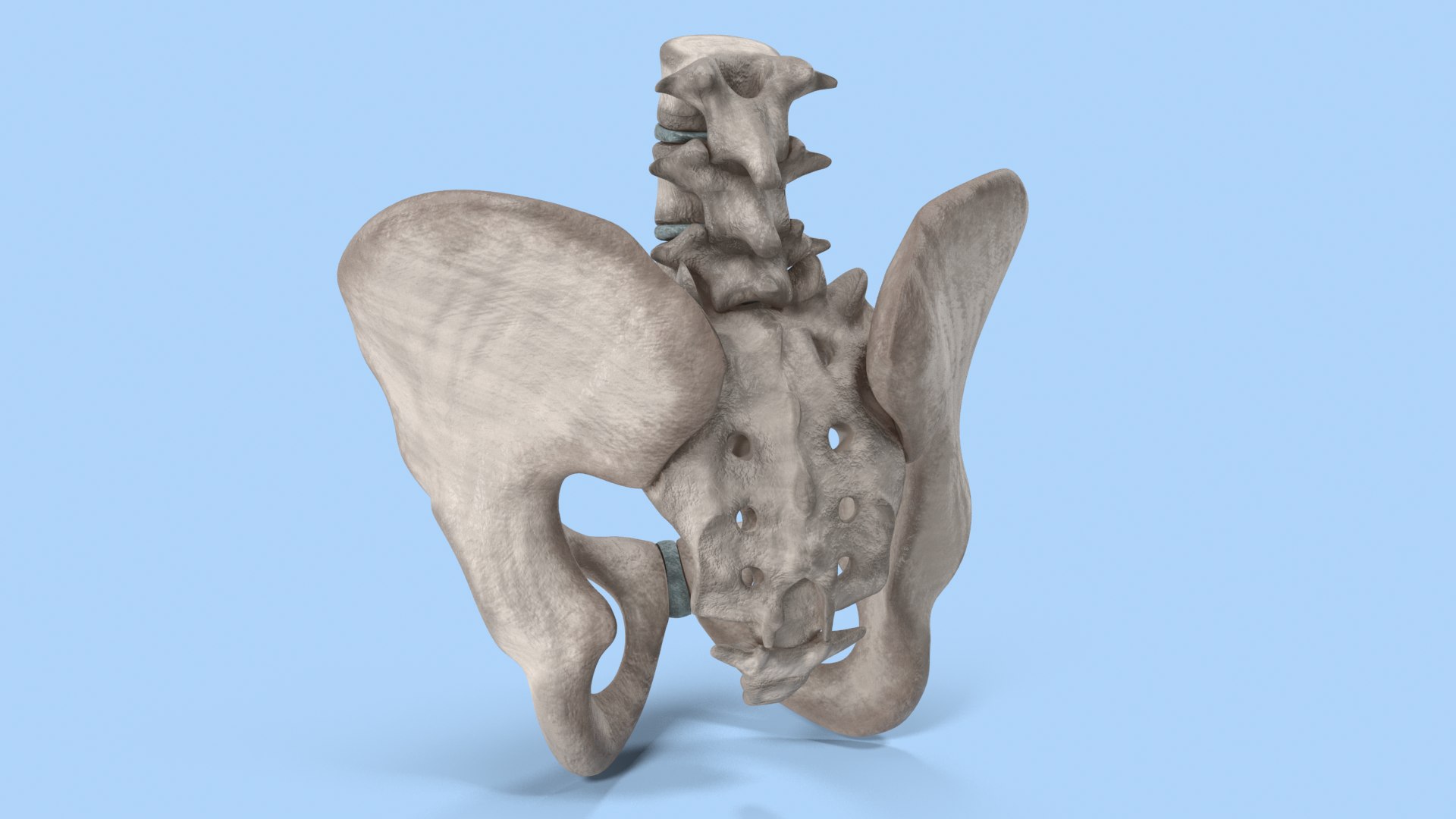 Pelvis Male Skeleton Model - TurboSquid 1657269