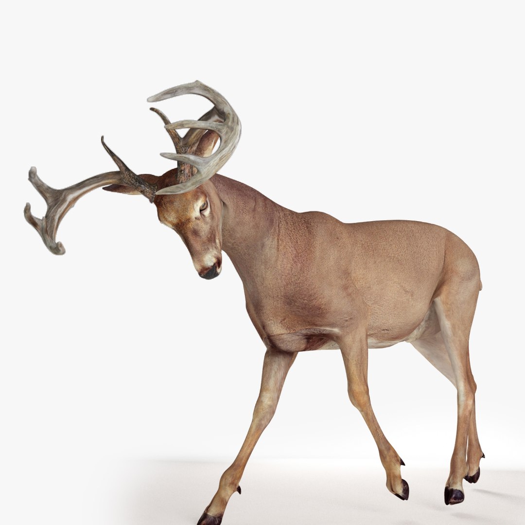 Deer Rigged 3d Model