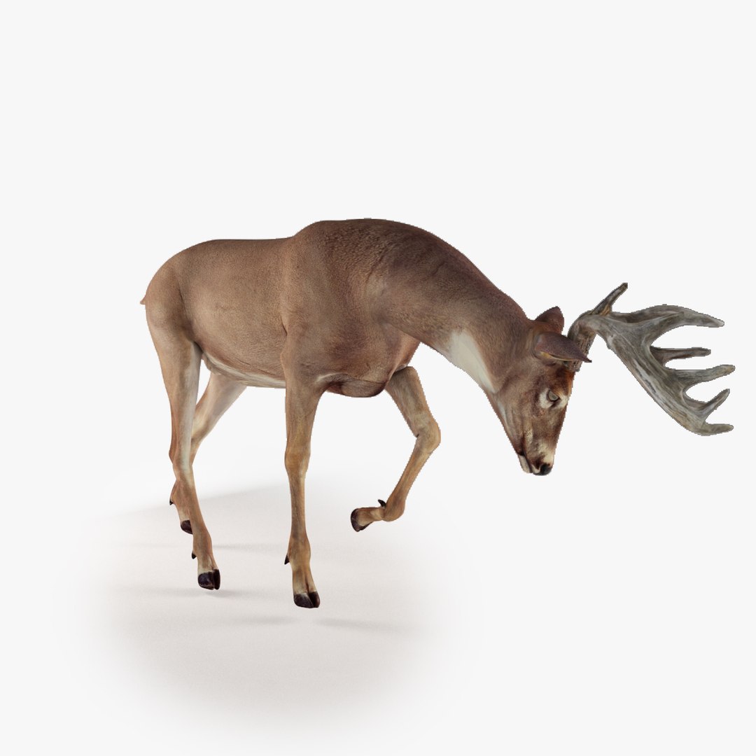 Deer Rigged 3d Model