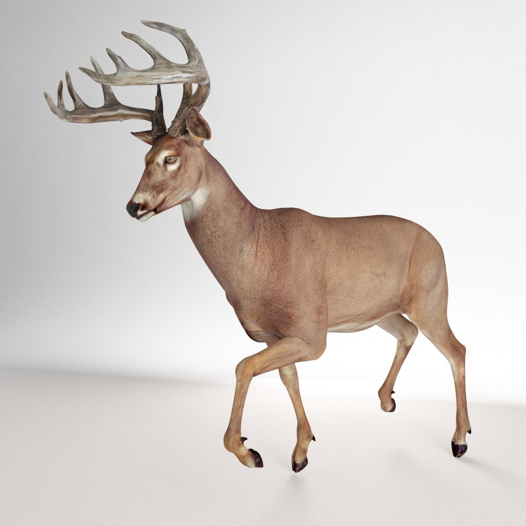 Deer Rigged 3d Model
